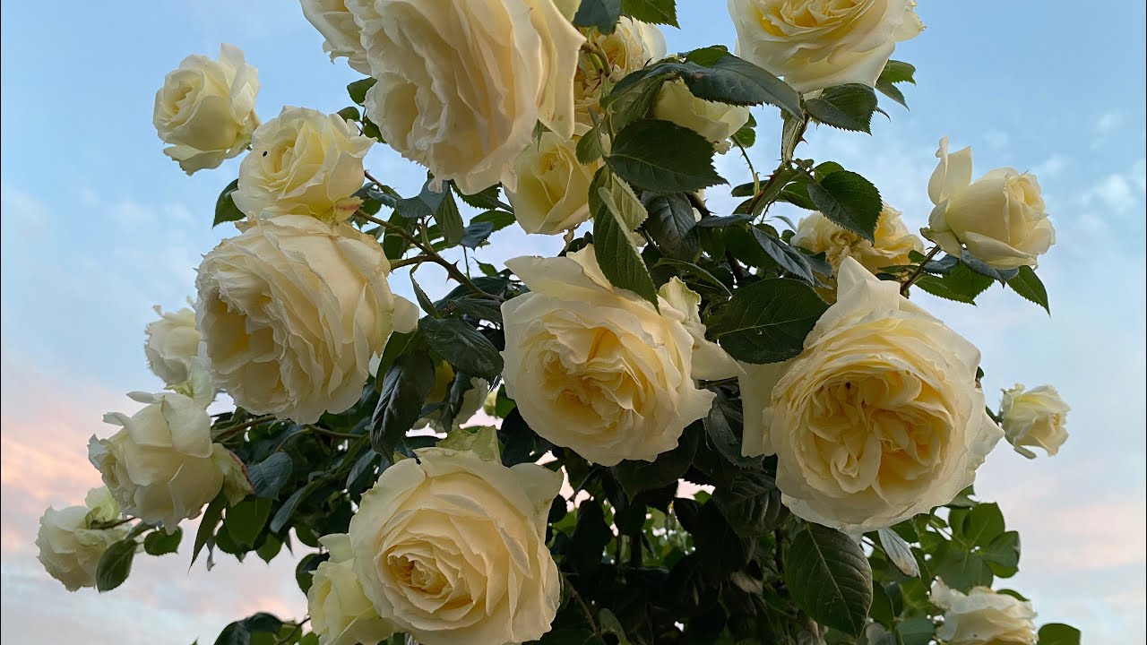 Elfe one more prominent rose with noticeable fragrance and big full ...