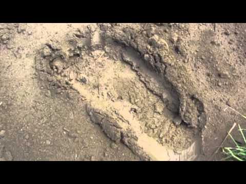 Mande Burung (Indian Bigfoot) - YouTube
