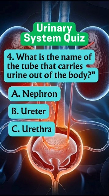 Urinary System Quiz: How Well Do You Know? 🩺💧 - YouTube