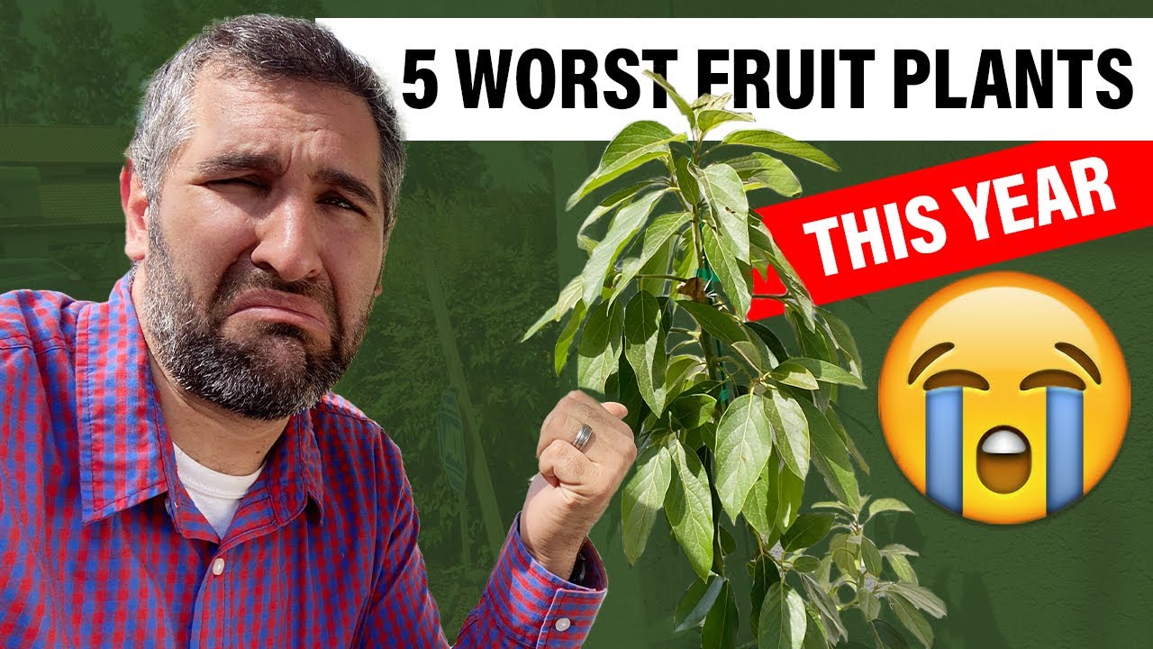 THE 5 WORST FRUIT TREE FAILS IN MY ORCHARD 2021 😭 (GARDENING FAILS ...