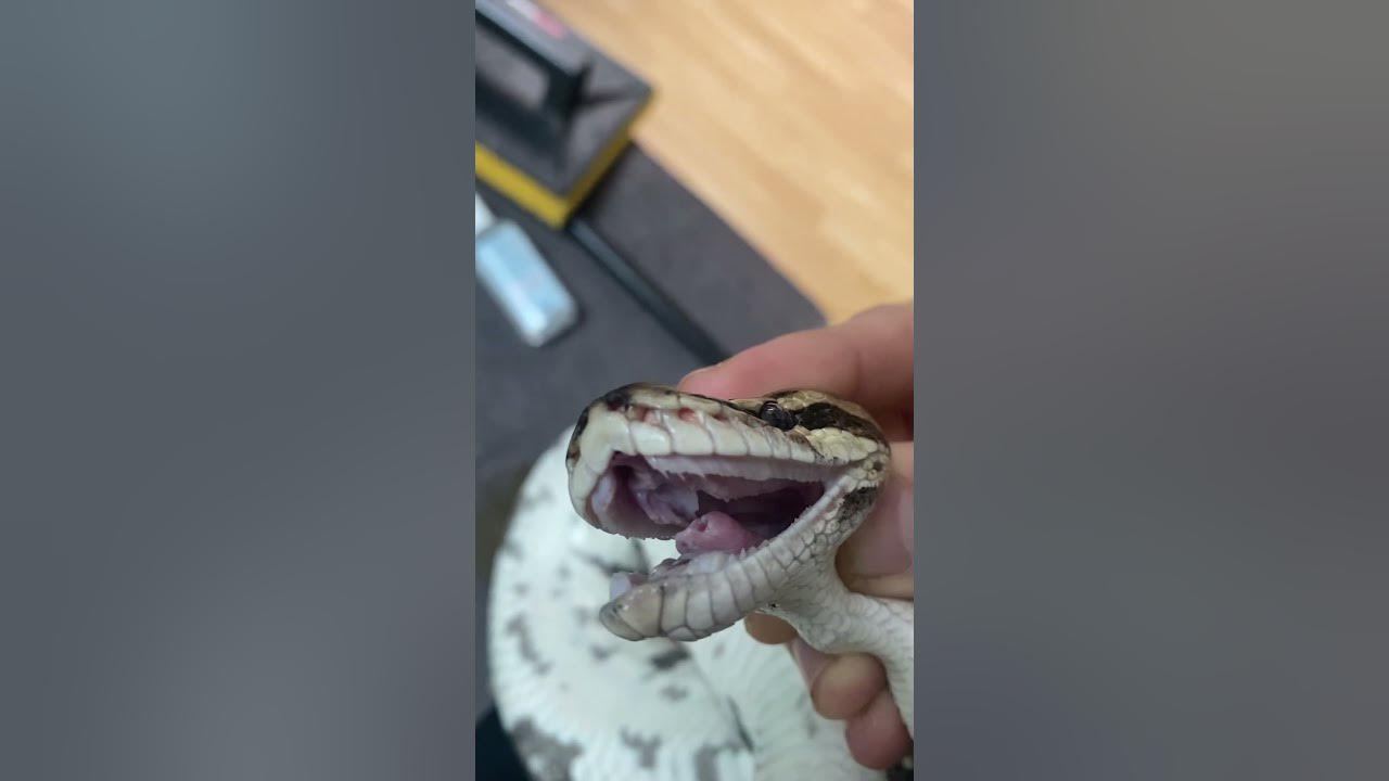 Avez vous toujours peur de la morsure d’un python regius ? 🧐🐍 - YouTube