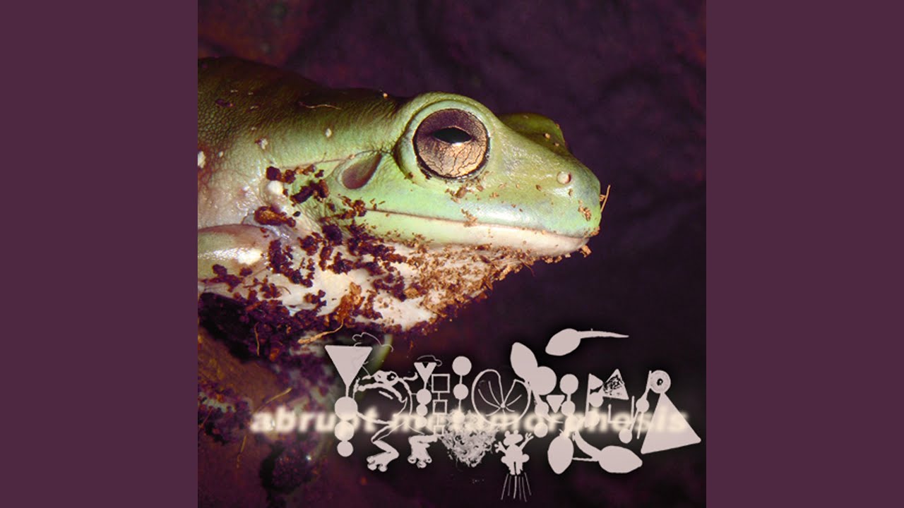 Laying Of Trophic Eggs/Egg-Eating Treefrog - YouTube