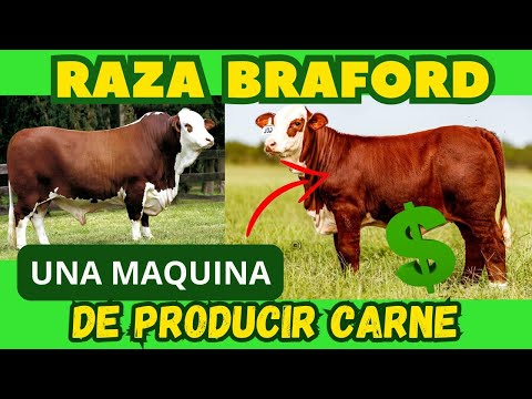 BRAFORD; Una de las mejores razas para producir carne, conoce todas sus bondades.