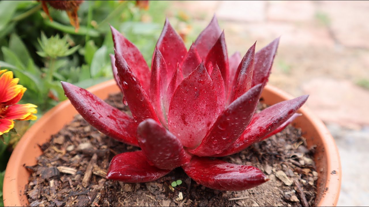 Cómo cuidar de la Echeveria agavoides romeo rubin - Echeveria roja ...