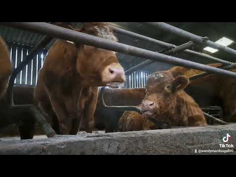 Kilmacolm Farm Tours - 'Chewing the cud' - YouTube