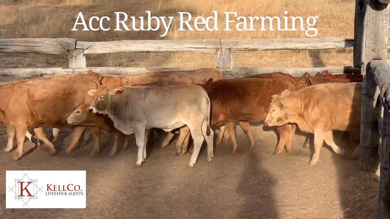 Ruby Red Farming 1 - YouTube