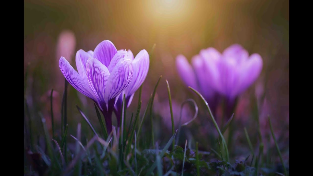 Peaceful Music, Relaxing Music, Instrumental Music, "One Golden Moment ...