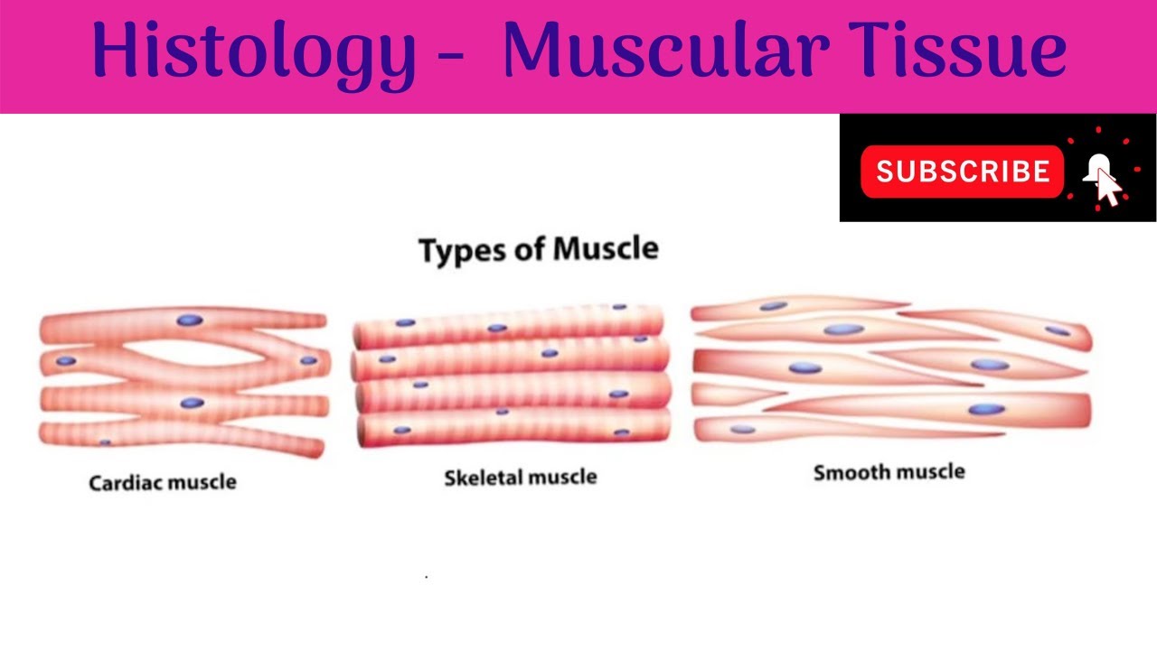 Histology Of Muscular Tissue Skeletal Cardiac Smooth Muscles