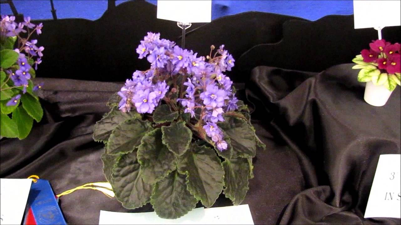 Awards Table and Show Room of the 2013 AVSA Convention - YouTube