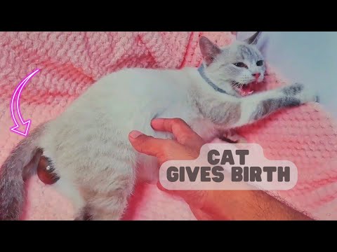 My Cat is Giving Birth to 5 Beautiful Kittens | The Miracle of Life