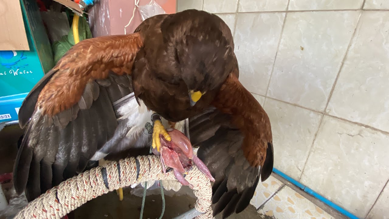 អោយចំណី អកភ្នំ និង ហារី 🦅🥰 | Feeding Changeable Hawk Eagle & Harris ...