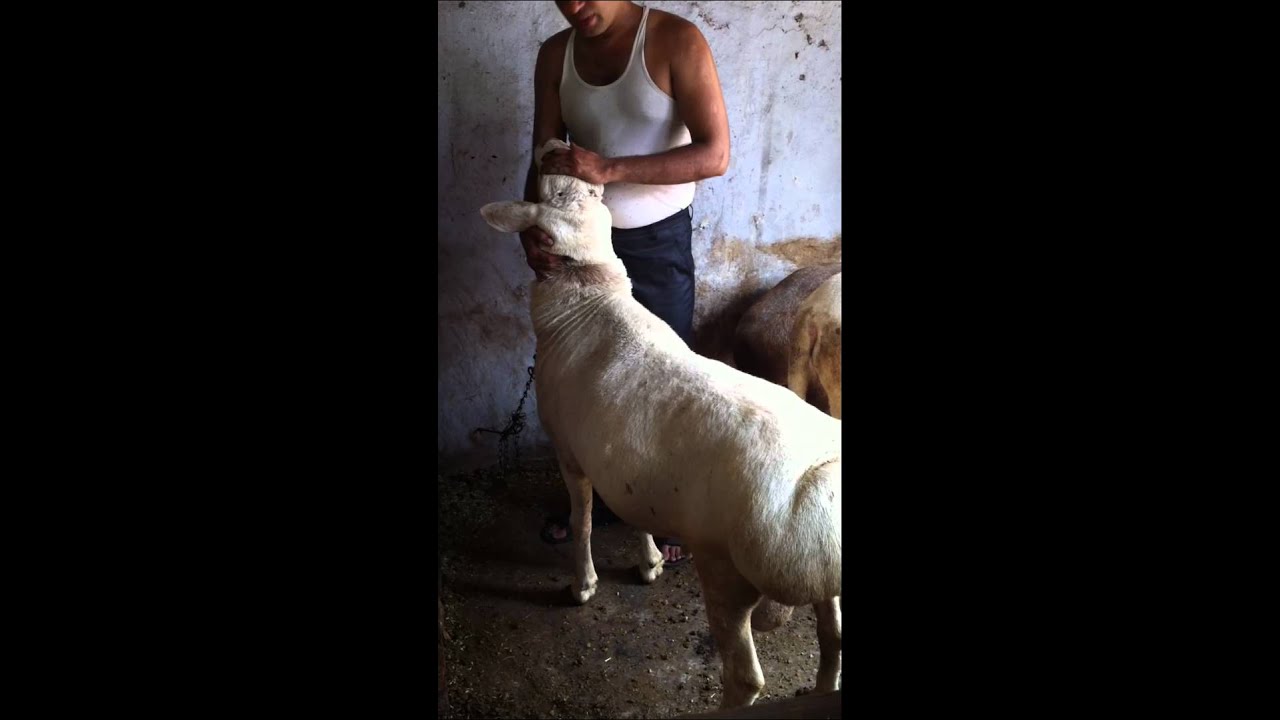 delhi dumba goat 1 - YouTube