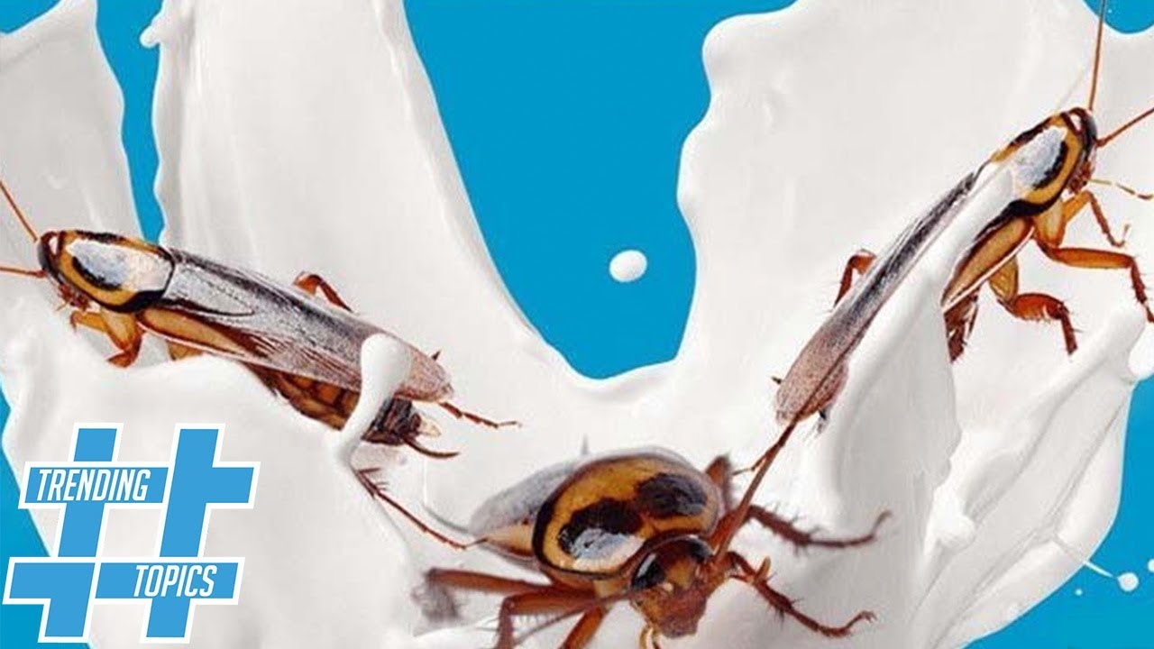 Cockroach Milk CRAZIEST New Health Obsession & SUPERFOOD! Will you Try ...