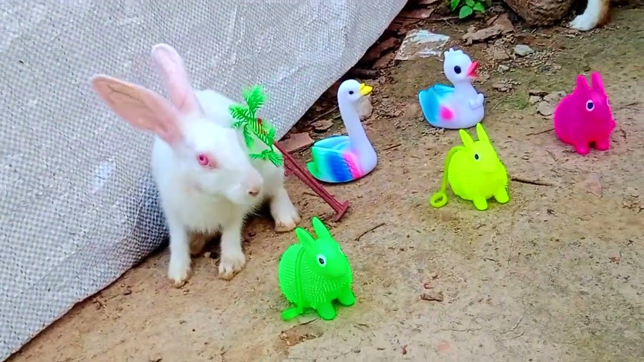 RABBIT HAVING FUN | KHARGOSH KI VIDEO @Chicks & Ducklings - YouTube