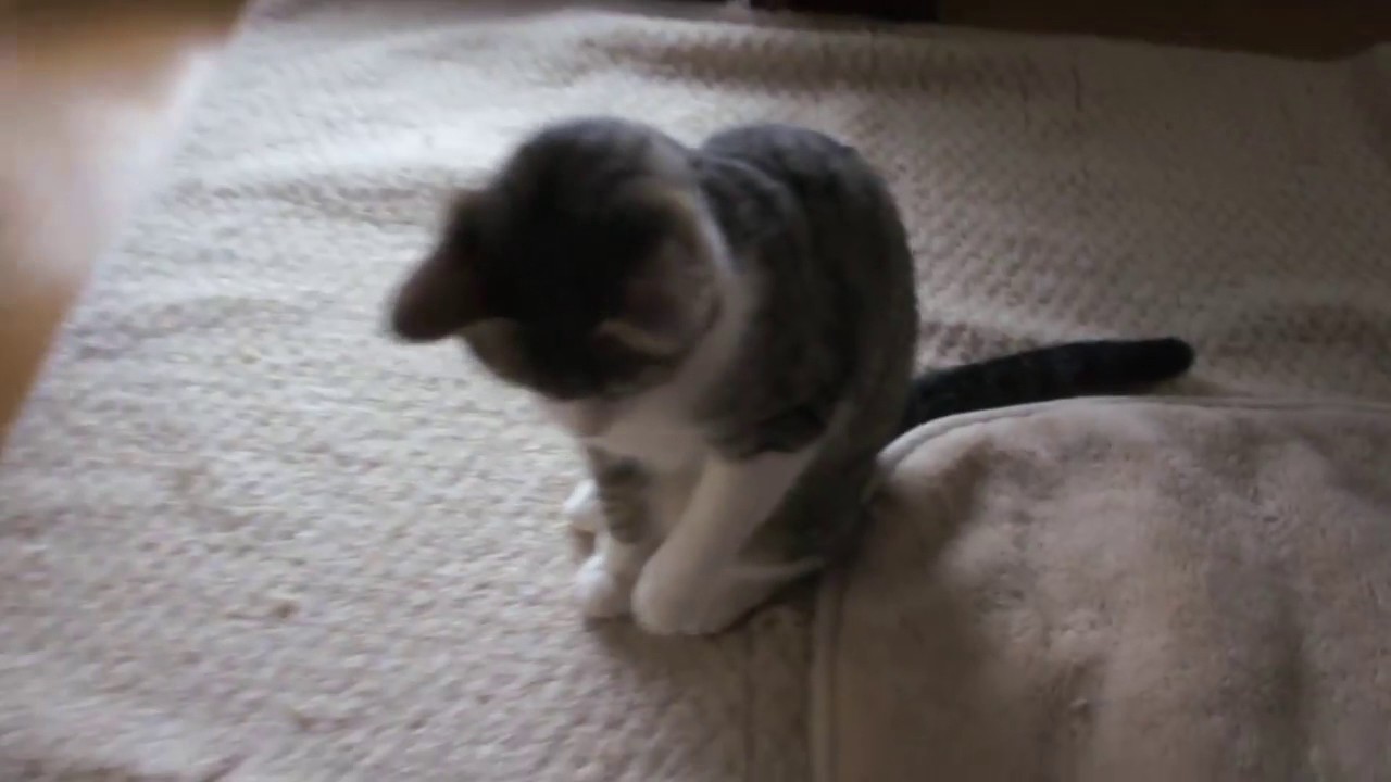 Gregory Dorr, finger coat and cat clip20 - YouTube