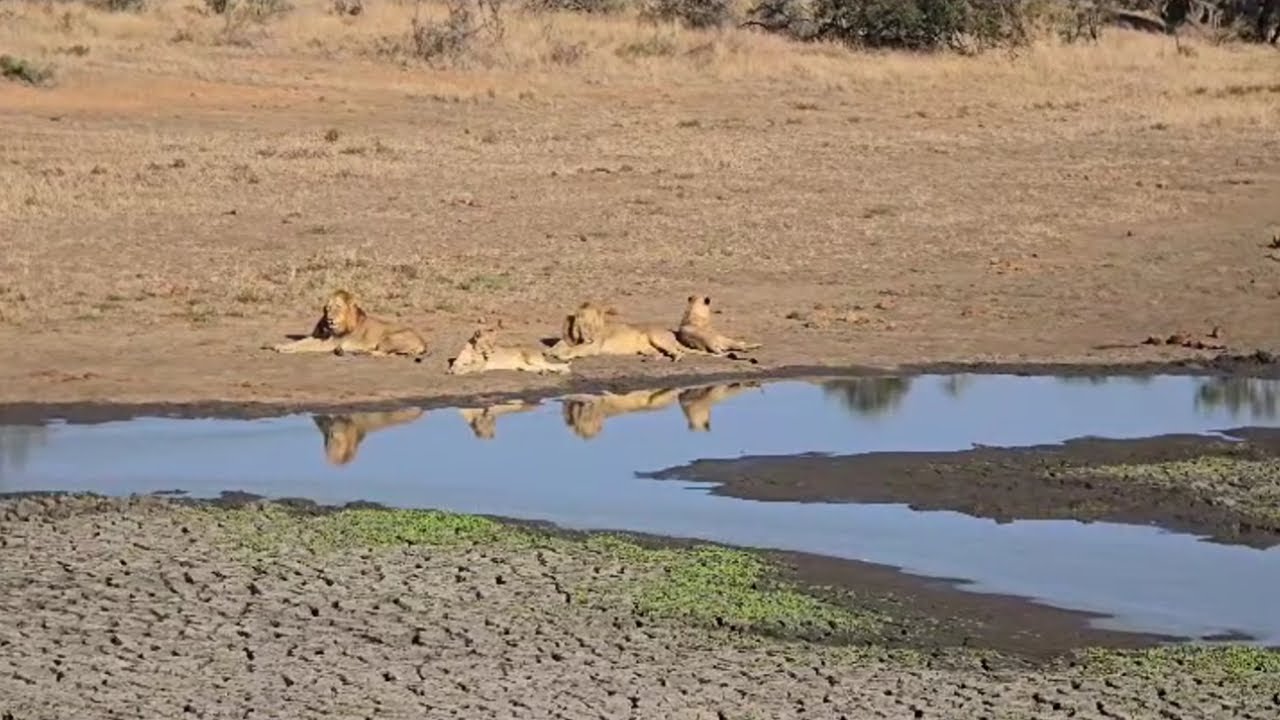 One Eyed Mapoza Male Lion with Monwana Pride | 1 June 2024 - YouTube