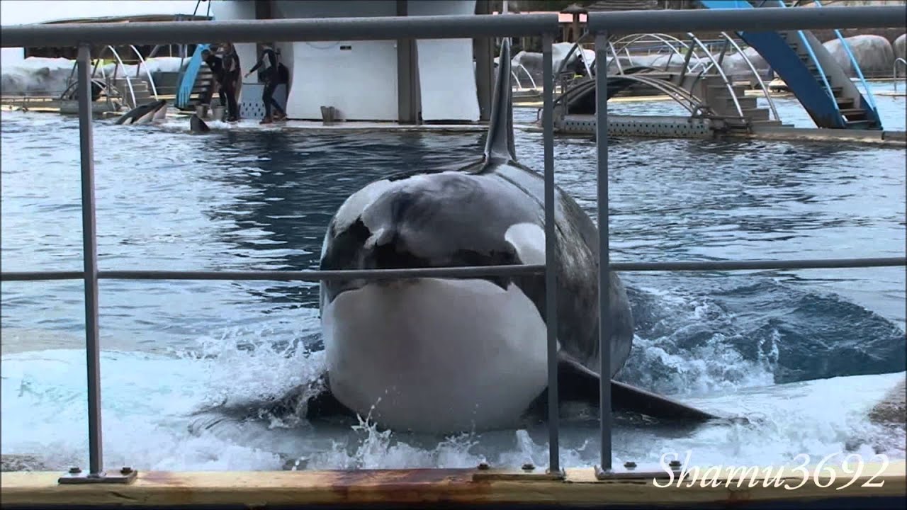 Backstage at Killer whale stadium- Marineland Antibes - YouTube