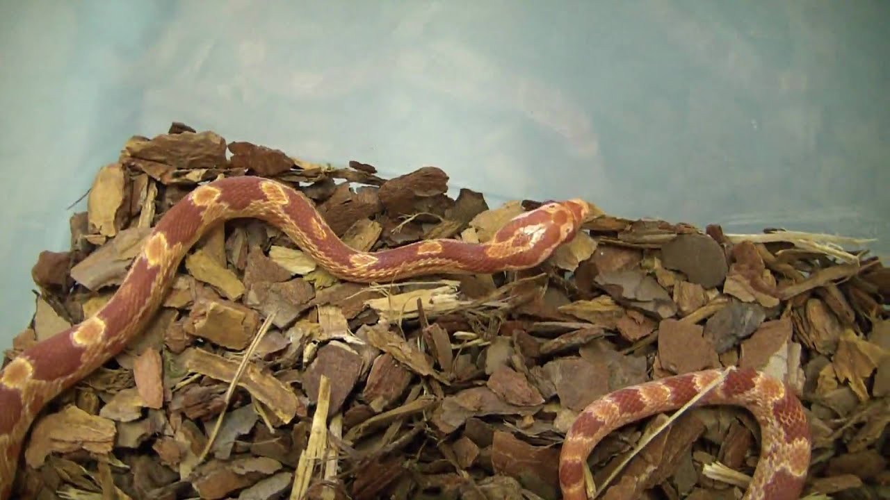 My Amelanistic Corn Snake, Red Albino, Corn snake development # 1 - YouTube