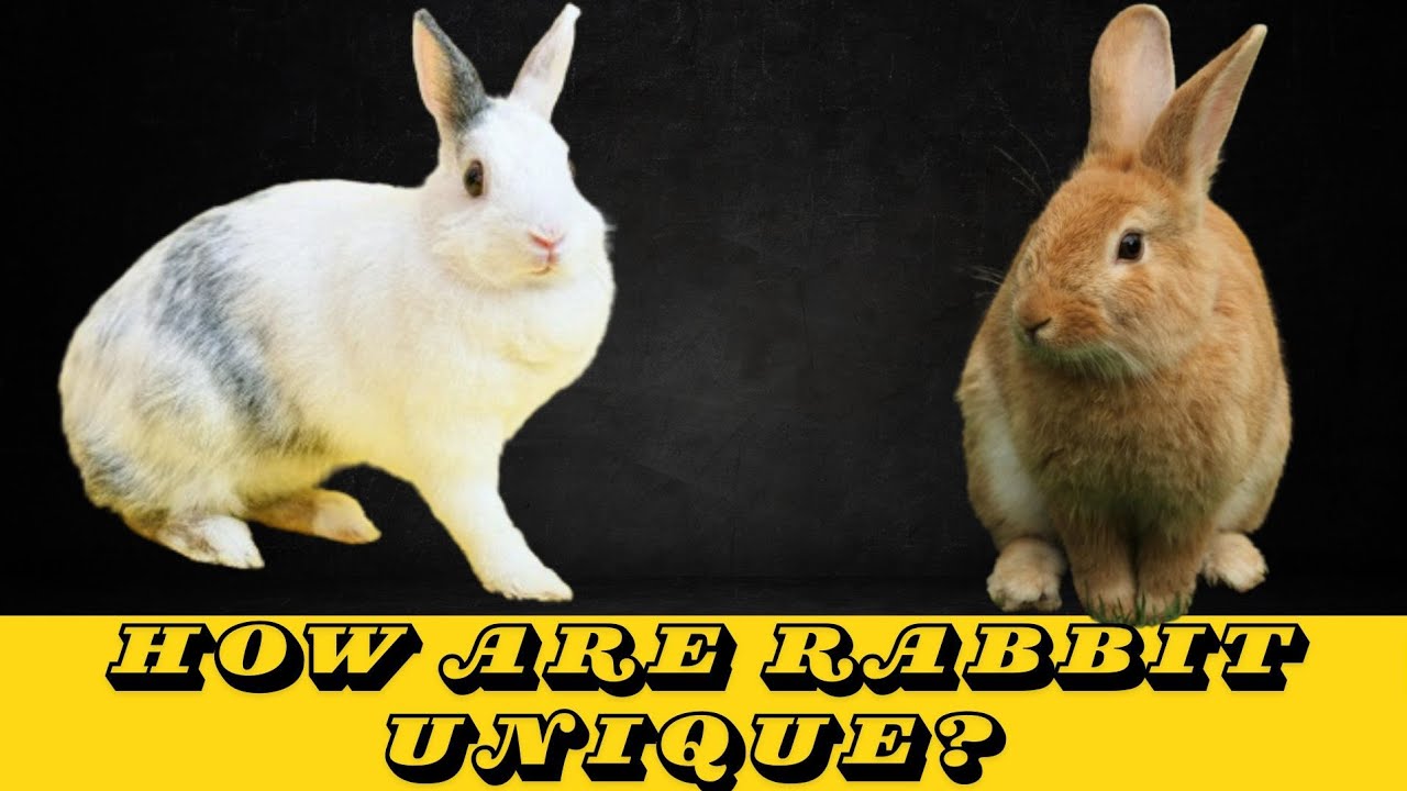 Unbelievable Facts About Rabbits You NEED to Know! | Top Rabbit Facts ...