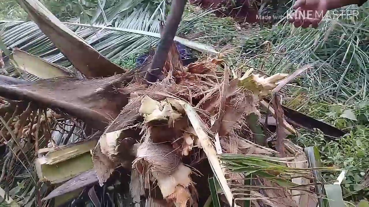 Surprised vedio/Thengin karimb task part:3/coconut tree chotta task ...