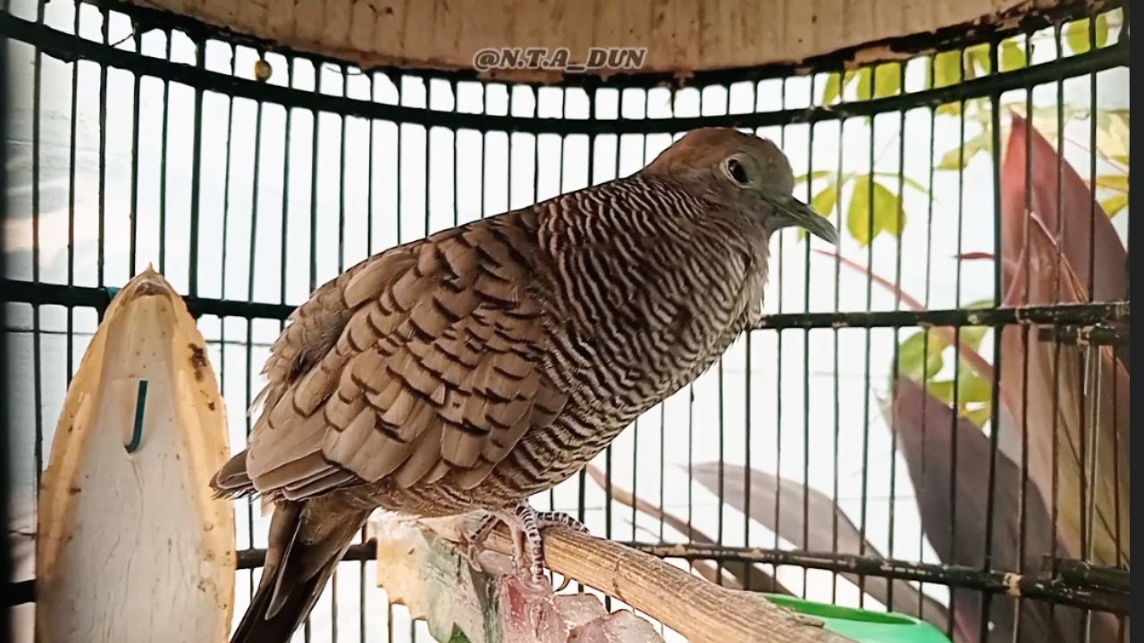 Perkutur Cemani Majapahit - Perkutut Lain ikut Nyambut - YouTube