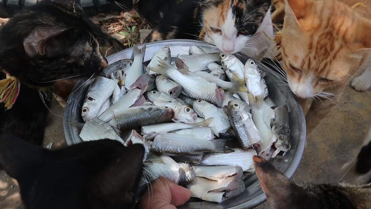 My Hungry Cats eat raw fish - YouTube