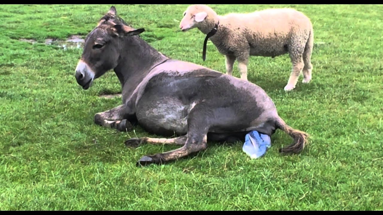 bilderbuchbauernhof.com: Eselsgeburt "Fine" - YouTube