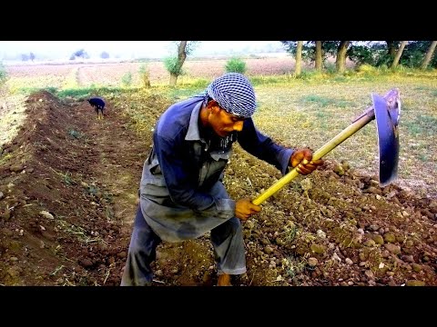 How Pakistani tribal people work in their fields? - YouTube