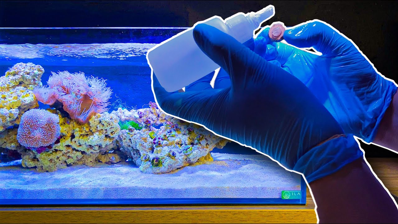 Making a Zoa Garden in my Shallow Coral Reef Tank - YouTube