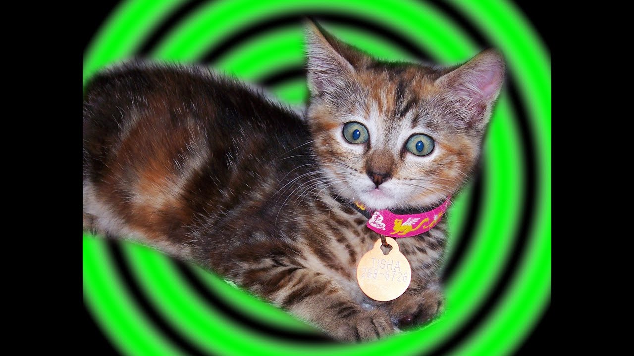 Funny Things Cats Do YouTube funny-things-cats-do-youtube