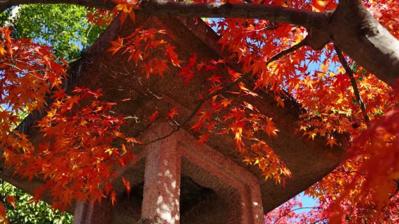 紅葉(KOYO) Autumn leaves in Japan - YouTube