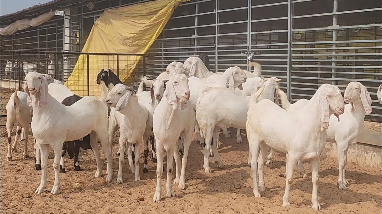 Heavy Khassi Goats Collection At National Goat Farm Modasa Gujarat ...