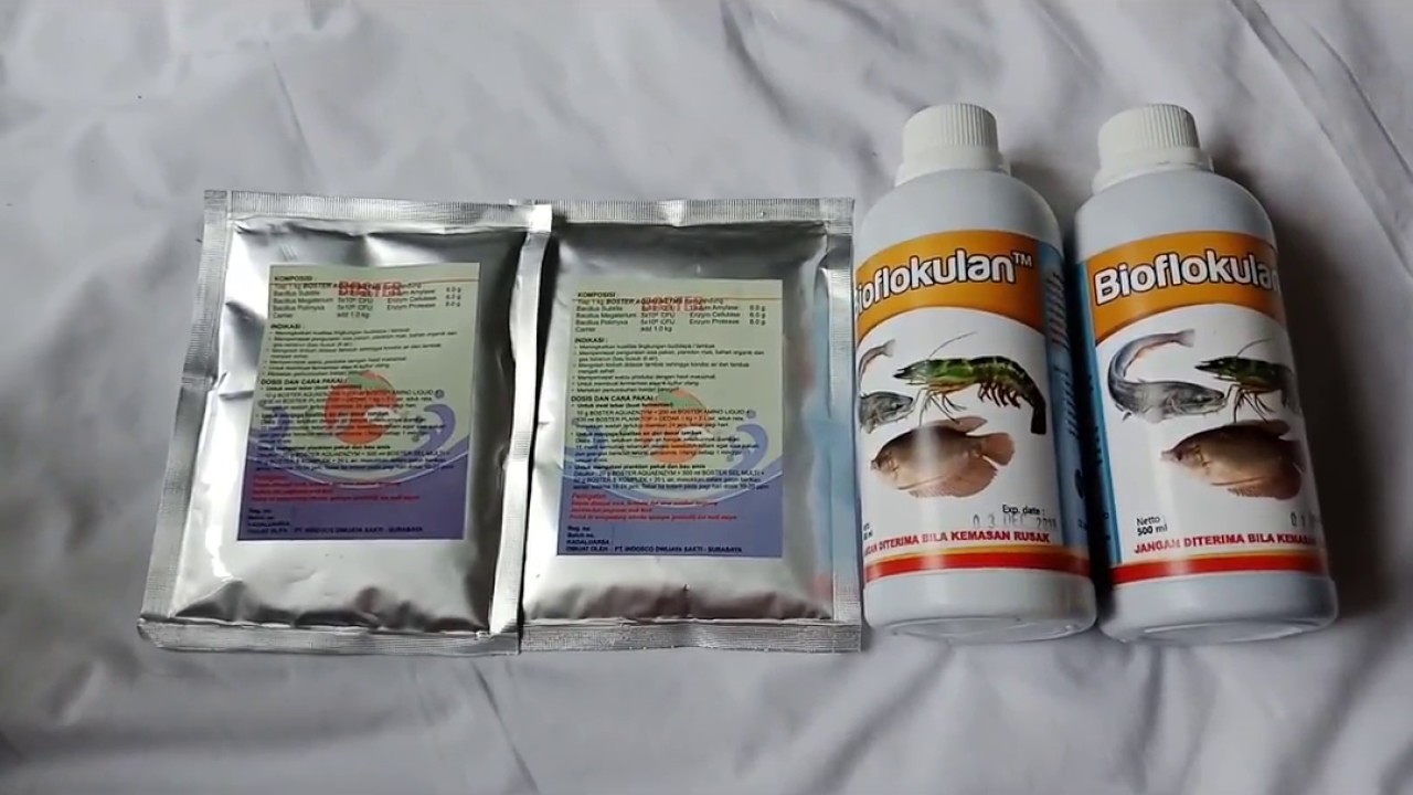 What Kind Of Probiotic Use In Biofloc System ?? - YouTube