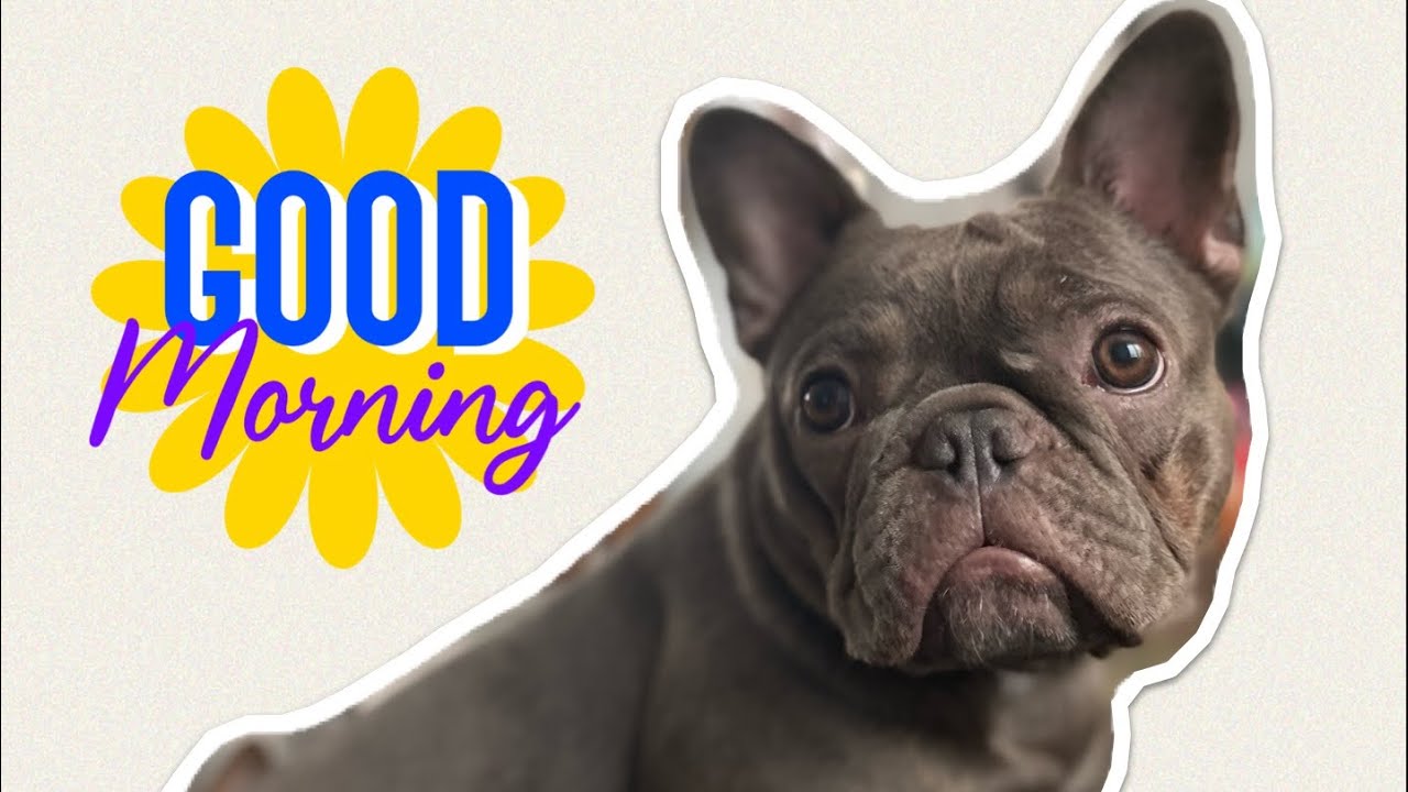 Good morning ! - Frenchies des Bois - BOULEDOGUE FRANÇAIS - YouTube