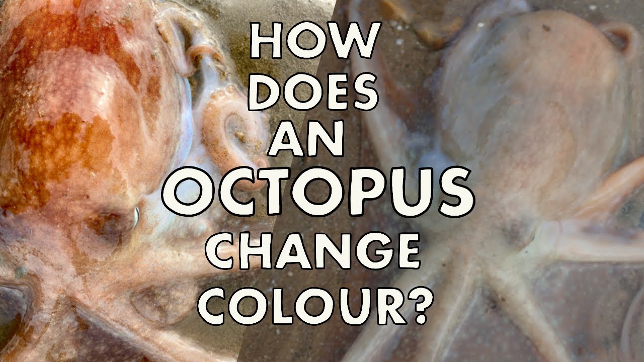 HOW DOES AN OCTOPUS CHANGE COLOUR? - YouTube