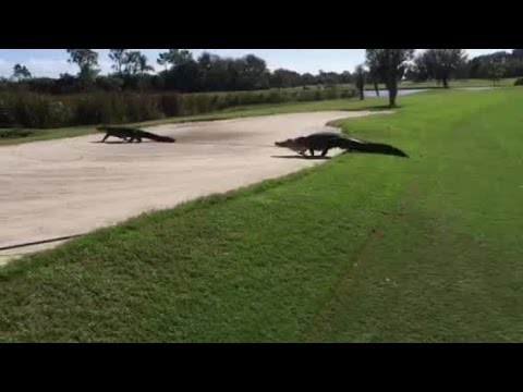 Huge gator stalks another just before the two start fighting on ...