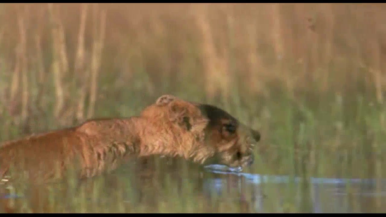 Natural World 2004 Swamp Cats Full Documentary - YouTube