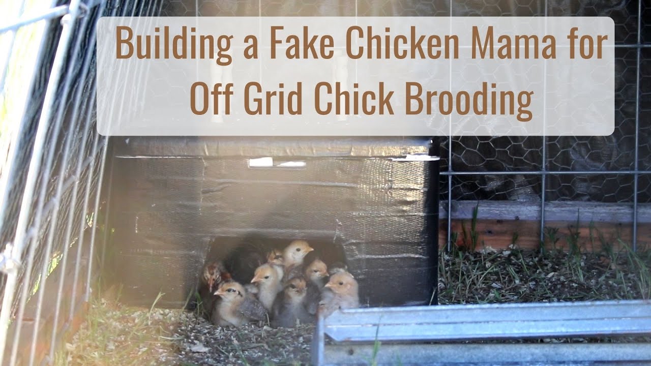 Building a Fake Chicken Mama for Off Grid Chick Brooding, No Electricity - Life in a Tiny House ...