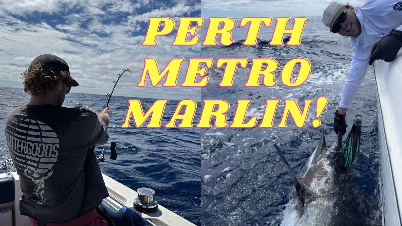 I Spent Months Trying to Catch a Perth Metro Marlin… And Finally Did It ...