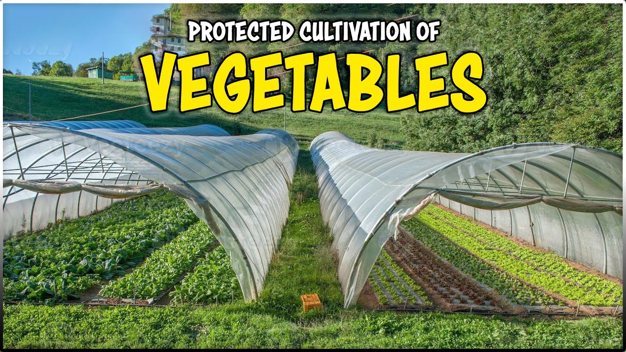 Protected cultivation of Vegetables crops for Sustainable food ...