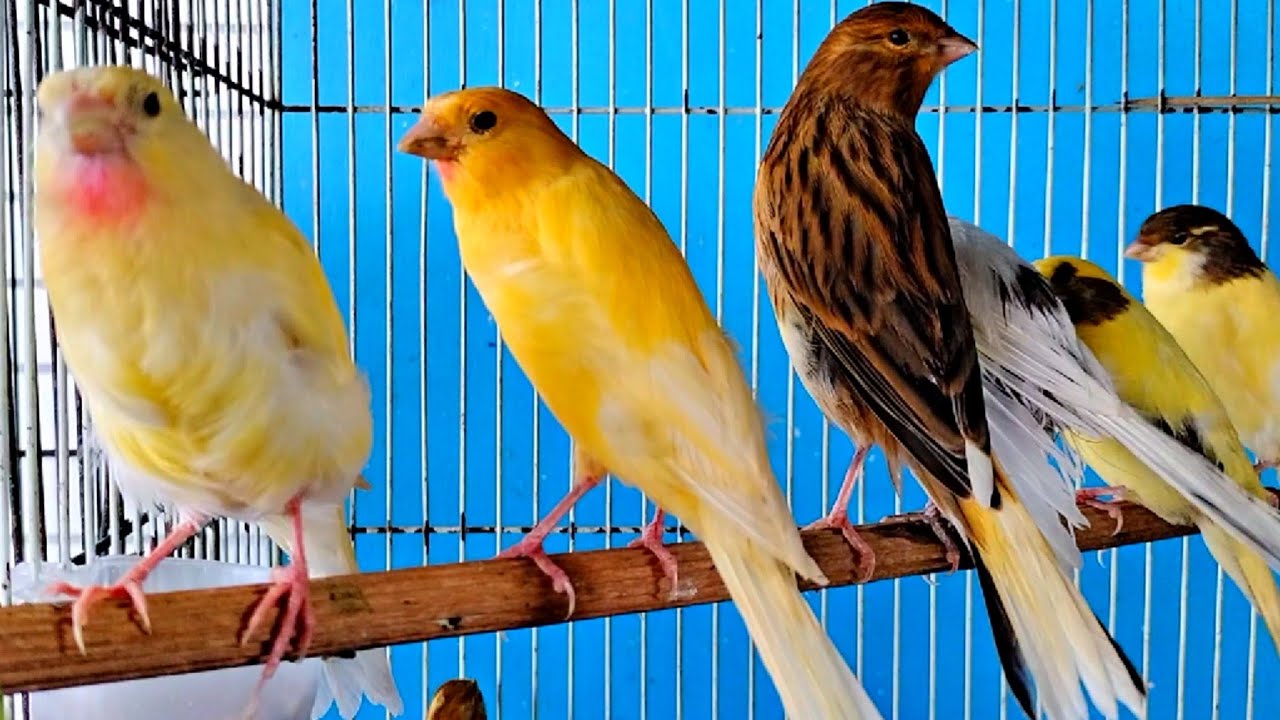 LELANG BERKAH ! OBRAL KENARI MEWAH HARGA KAKI LIMA - YouTube