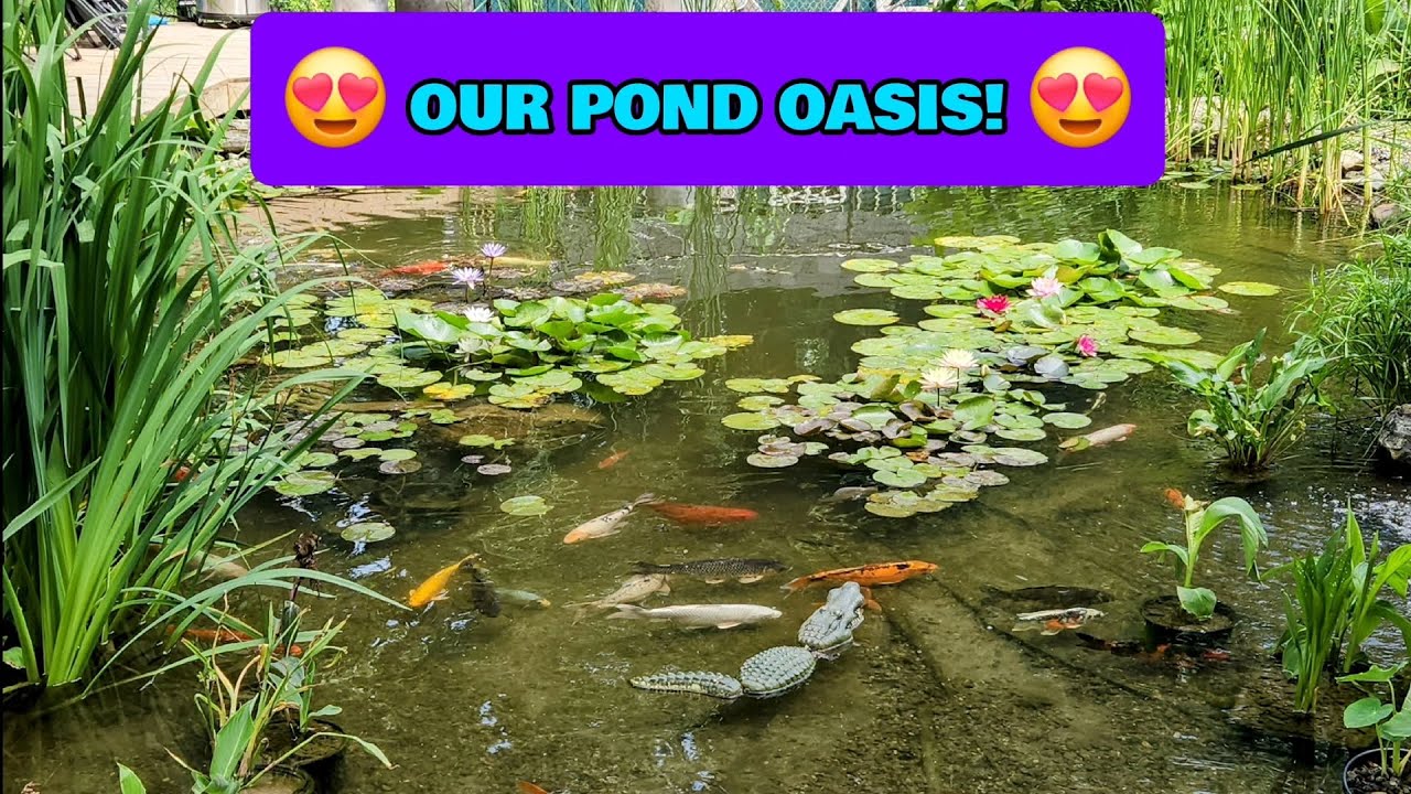 A LOOK INTO OUR POND OASIS! ️👌 JUST SO PERFECT AND RELAXING! 🥰🤩 # ...