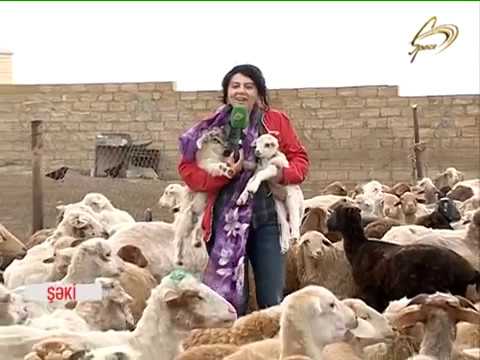 BANU SHEKI 4 06 2016