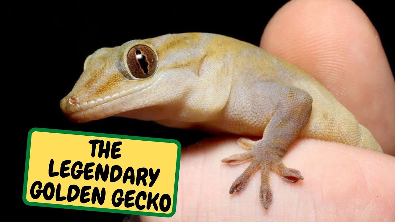The Legendary Golden Gecko Care And Cool Facts, Fish Rescue (Snake ...
