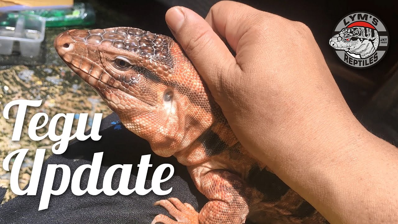 UPDATE TEGU // FEBRUARI 2020 - YouTube