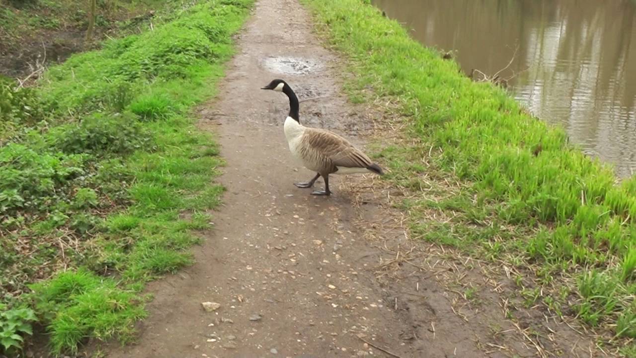 A Goose feeding along the towpath at Wey Navigation Canal - YouTube