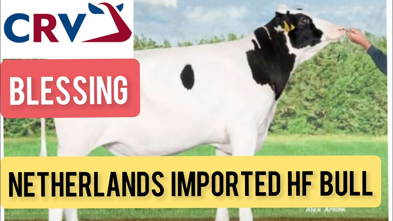CRV LATEST PURE IMPORTED HF BULL🐄NETHERLANDS 🐄BLESSING🐄#dairyfarm # ...