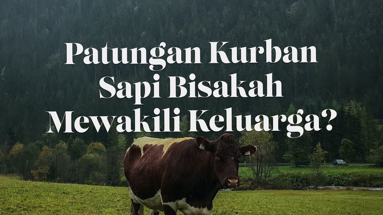 [Faidah Pendek] Patungan Kurban Sapi Apakah Bisa Mewakili Satu Keluarga ...