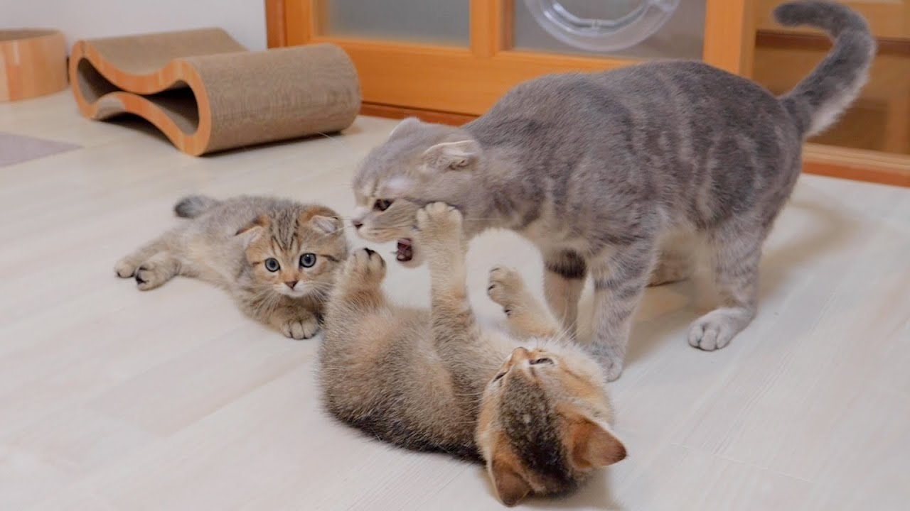 The kitten who challenges the mother cat to a fight but is defeated is ...