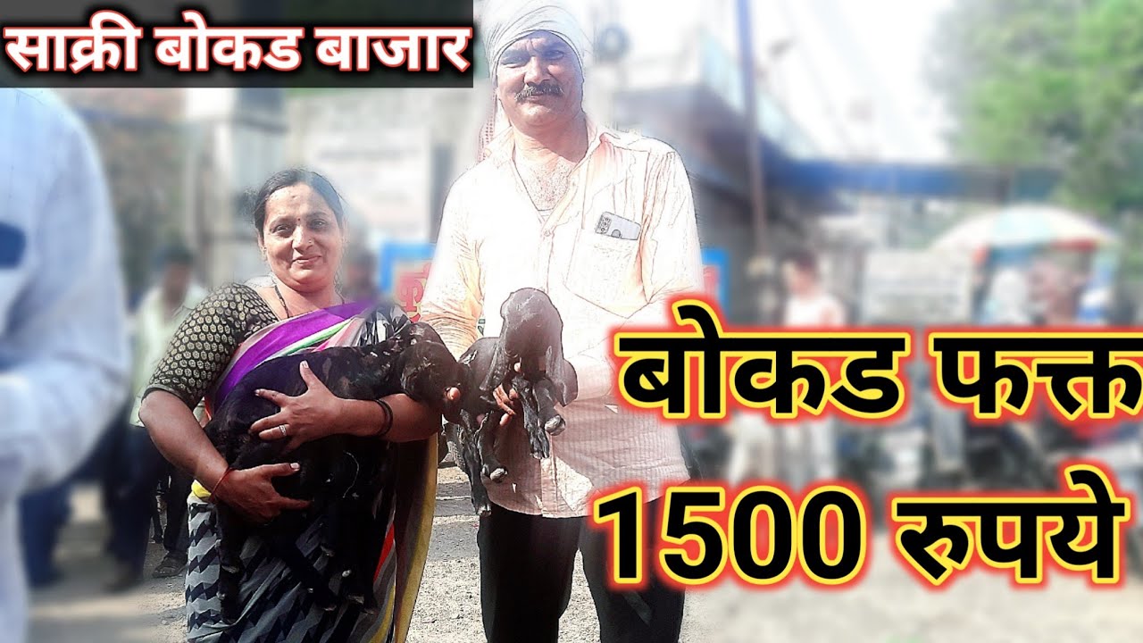 साक्री बोकड बाजार : bokad palan : बोकड पालन - YouTube